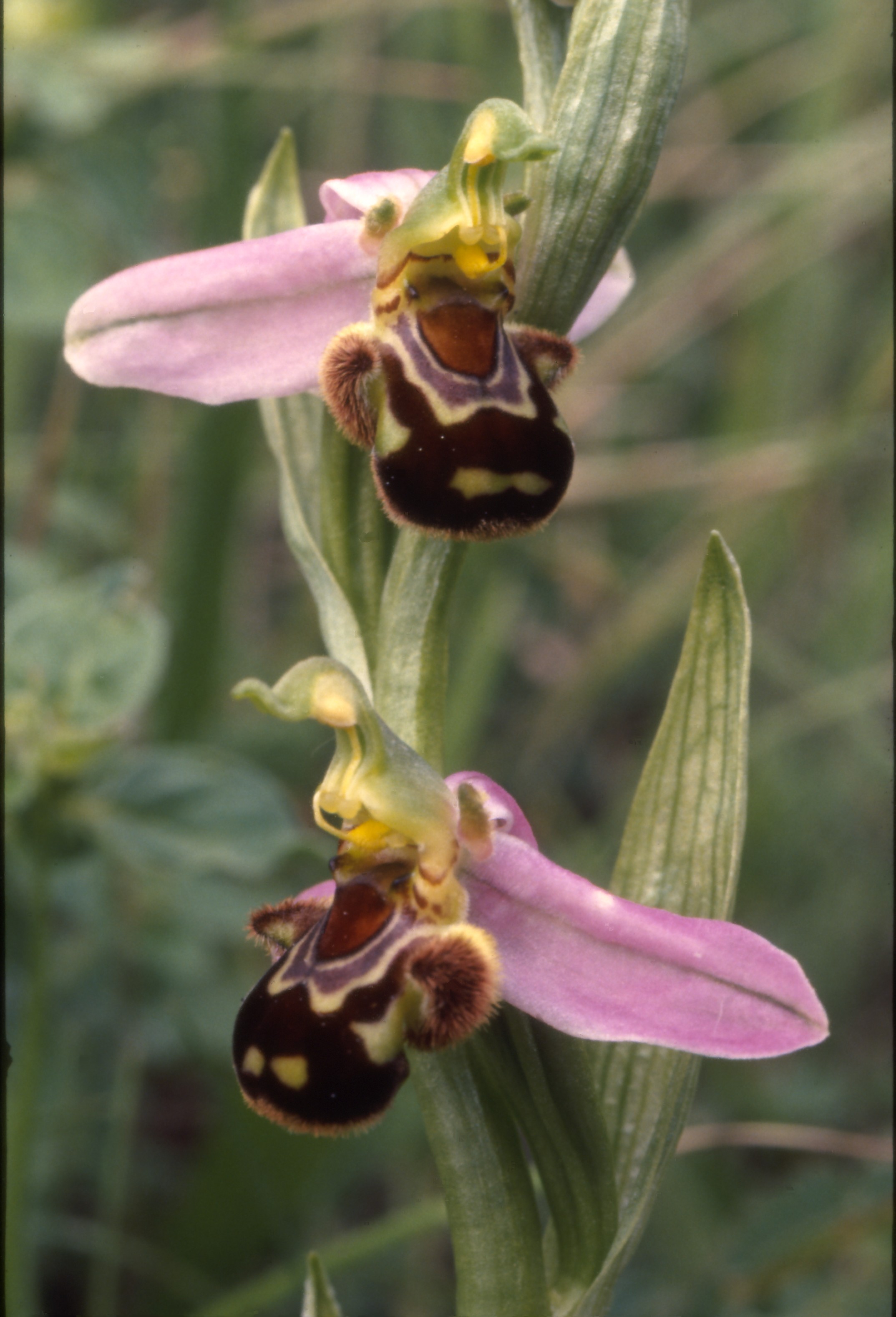 Ophrys apifera Hudson