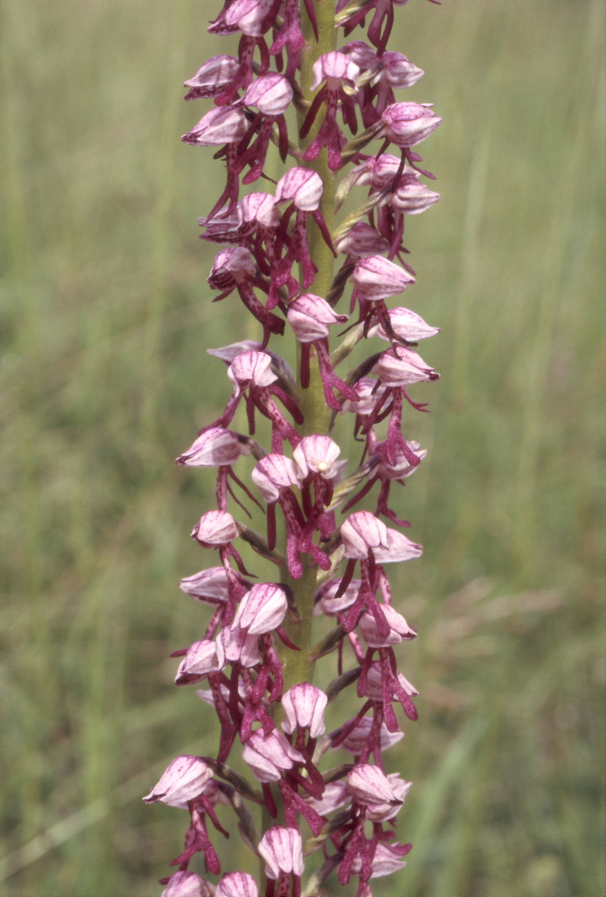Orchis anthropophora (L.) Allioni