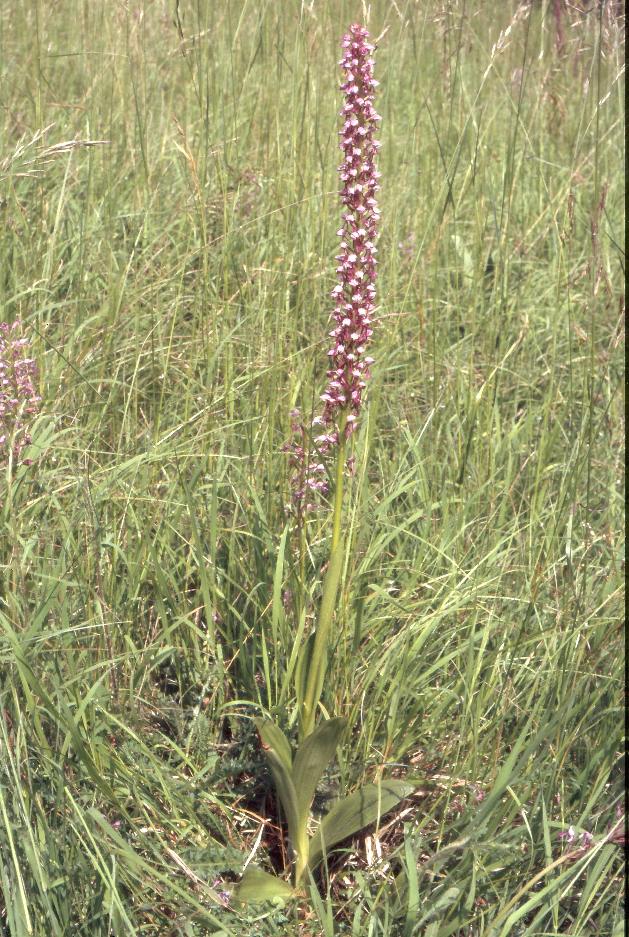Orchis anthropophora (L.) Allioni